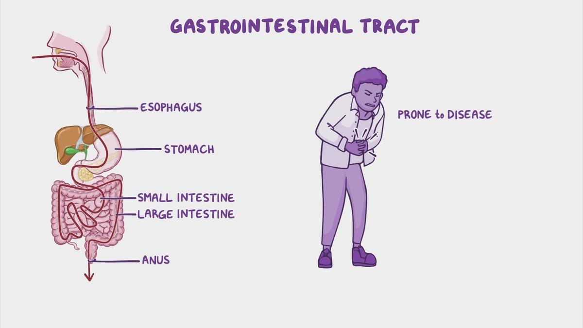 Anatomy clinical correlates: Viscera of the gastrointestinal tract ...