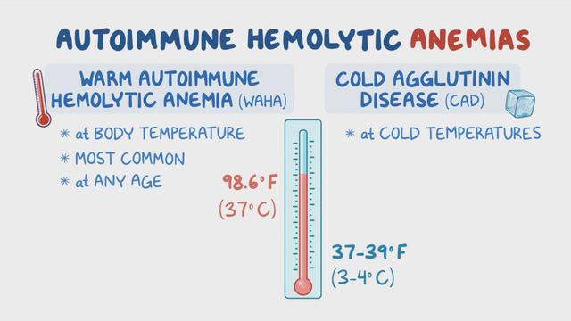 Warm autoimmune hemolytic anemia and cold agglutinin (NORD): Video ...