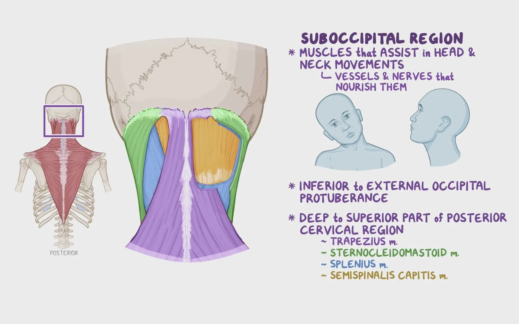 Anatomía de la región suboccipital: Vídeo & Anatomía | Osmosis