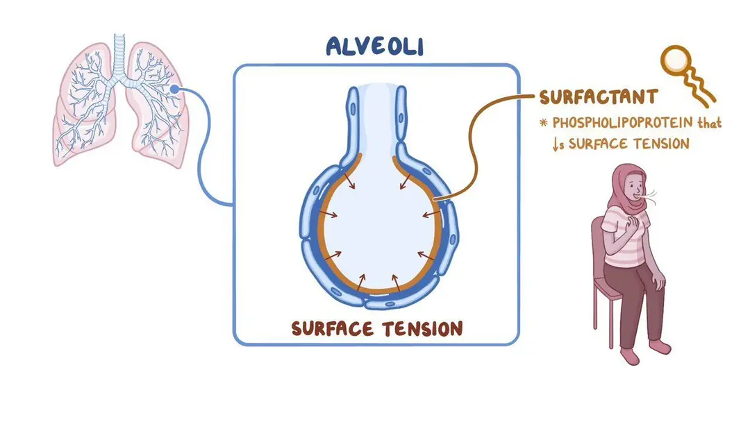 Alveolar surface tension and surfactant: Video, Causes, & Meaning | Osmosis