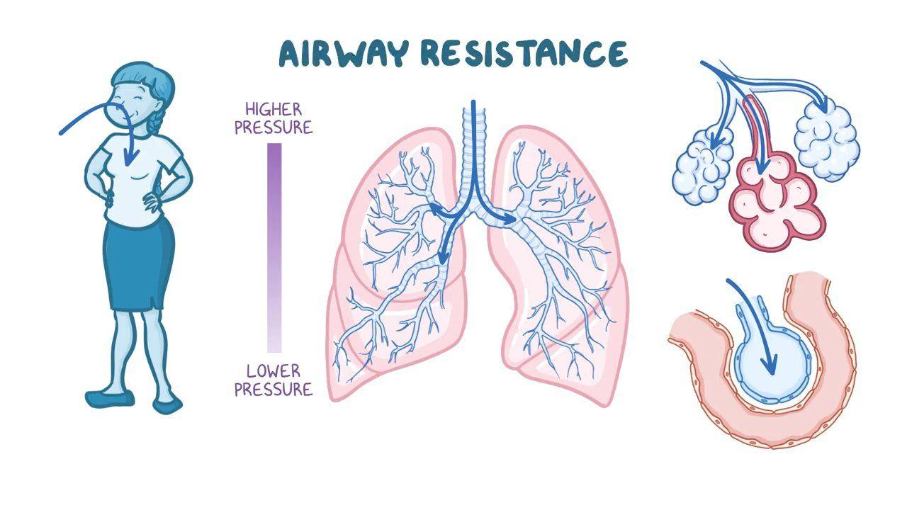 Airflow, pressure, and resistance: Video & Anatomy | Osmosis