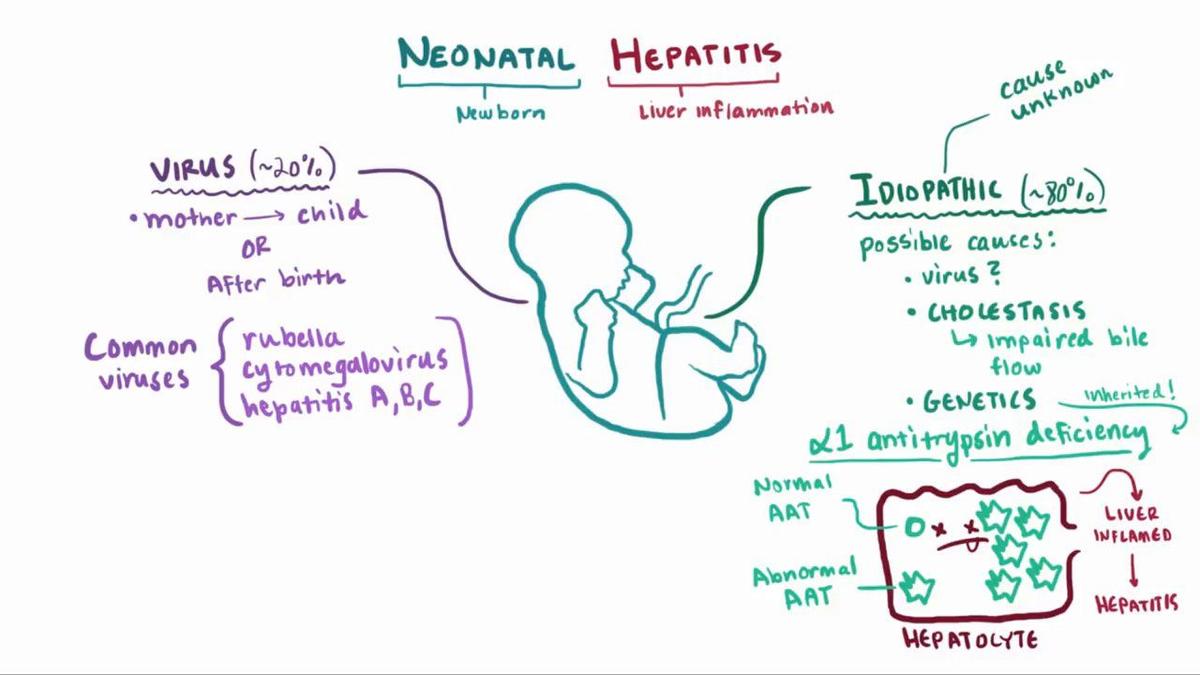 Neonatal hepatitis: Video, Anatomy & Definition | Osmosis
