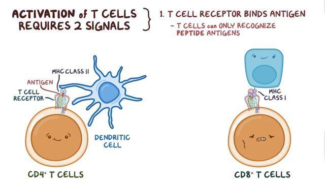 T-cell activation: Video, Anatomy & Definition | Osmosis