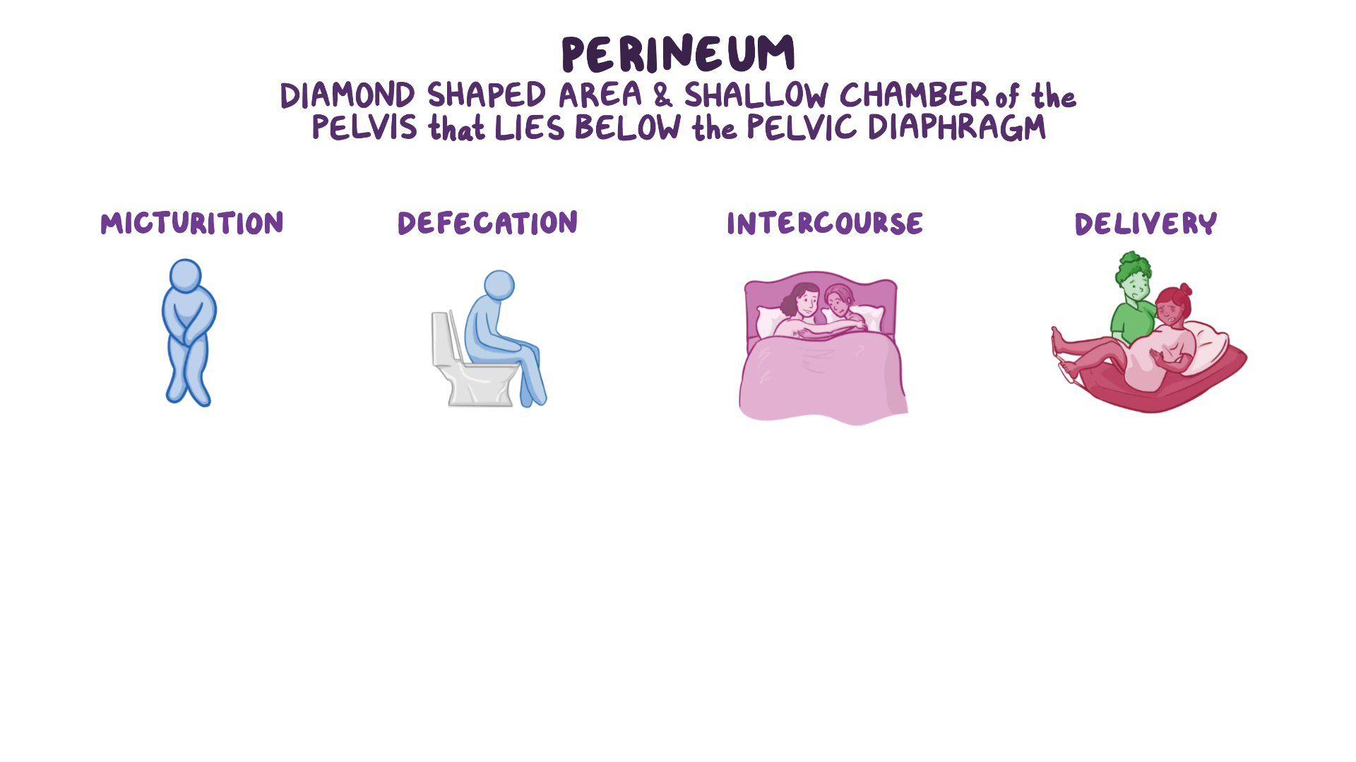 Anatomy of the perineum: Video, Anatomy & Definition | Osmosis