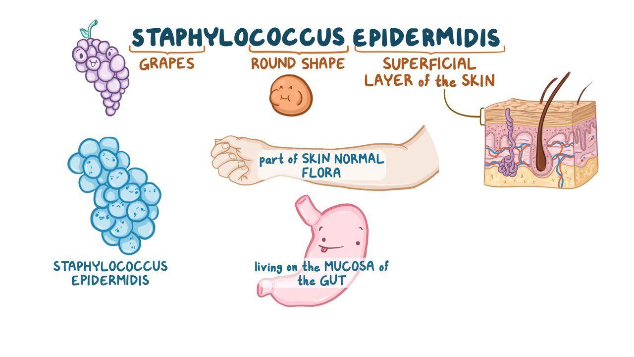 Staphylococcus epidermidis: Vídeo & Anatomía | Osmosis