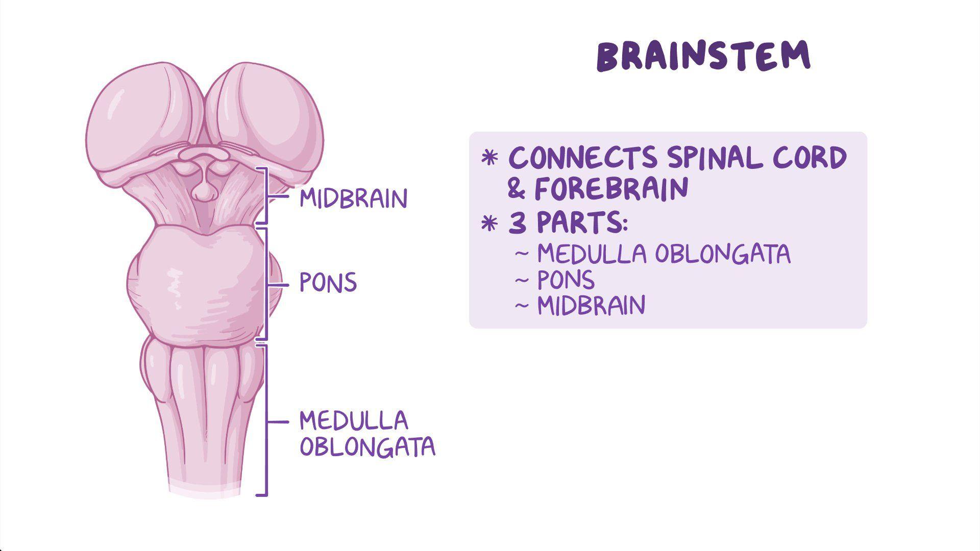 Anatomy of the brainstem: Video, Anatomy & Definition | Osmosis