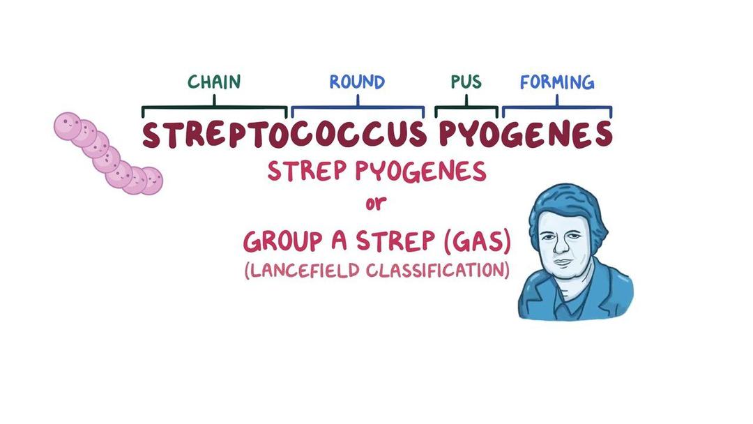 Streptococcus pyogenes (Group A Strep): Video | Osmosis