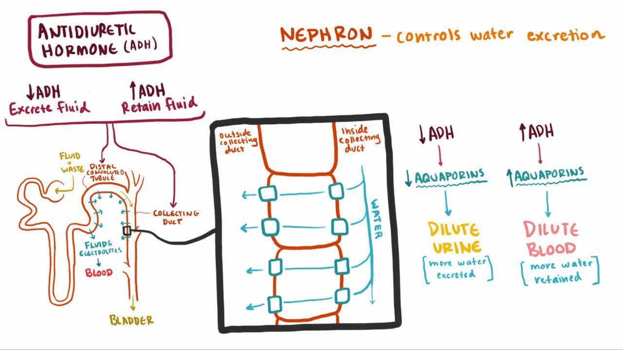Syndrome of inappropriate antidiuretic hormone secretion (SIADH) | Osmosis