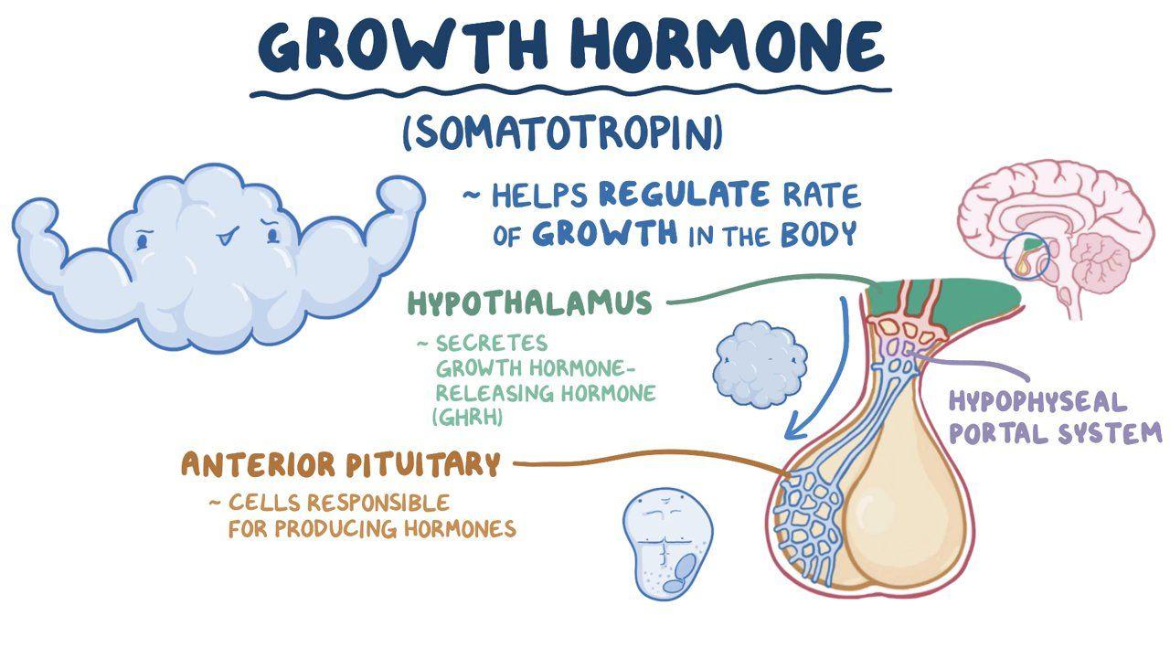 Growth hormone and somatostatin: Video & Anatomy | Osmosis