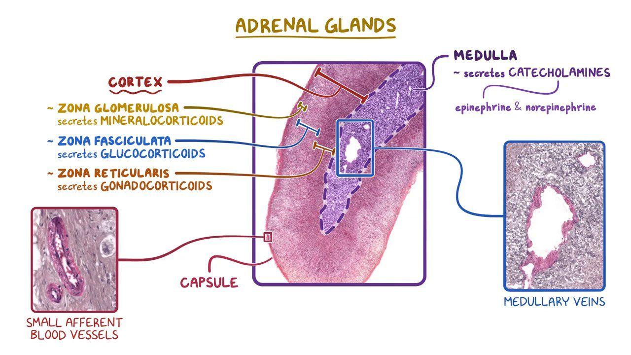 Histología de la glándula suprarrenal: Vídeo | Osmosis