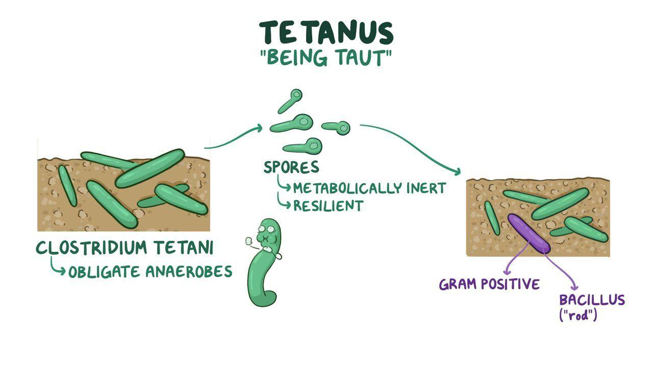 Clostridium tetani (Tetanus): Video & Anatomy | Osmosis