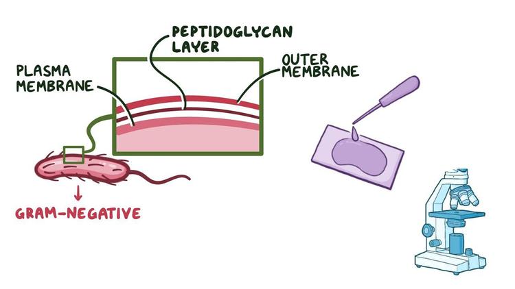 Escherichia coli: Video, Anatomy, Definition & Function | Osmosis