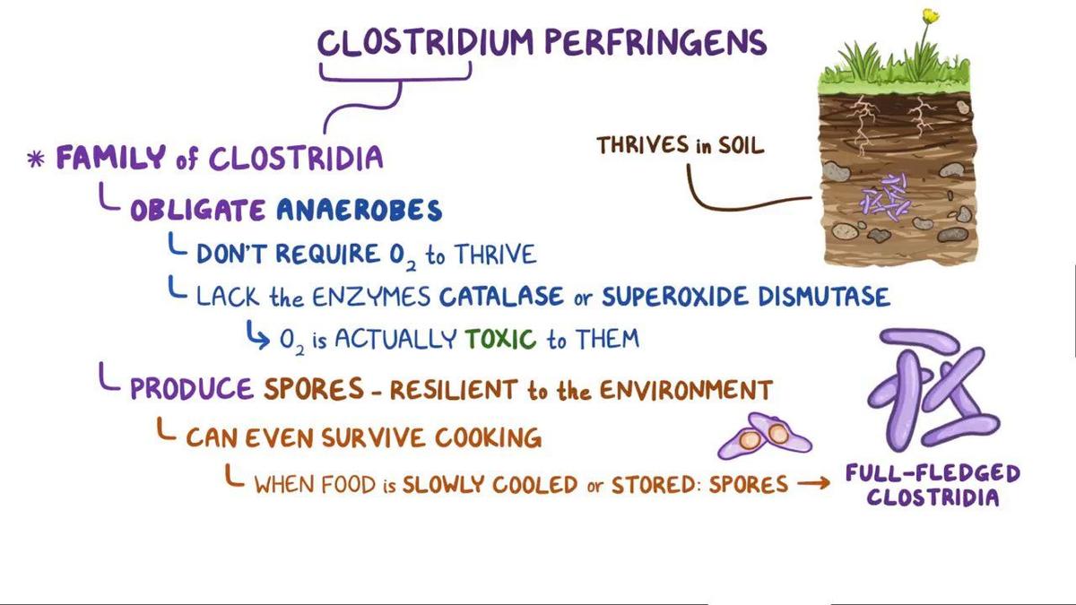 Clostridium perfringens: Video, Anatomy & Definition | Osmosis