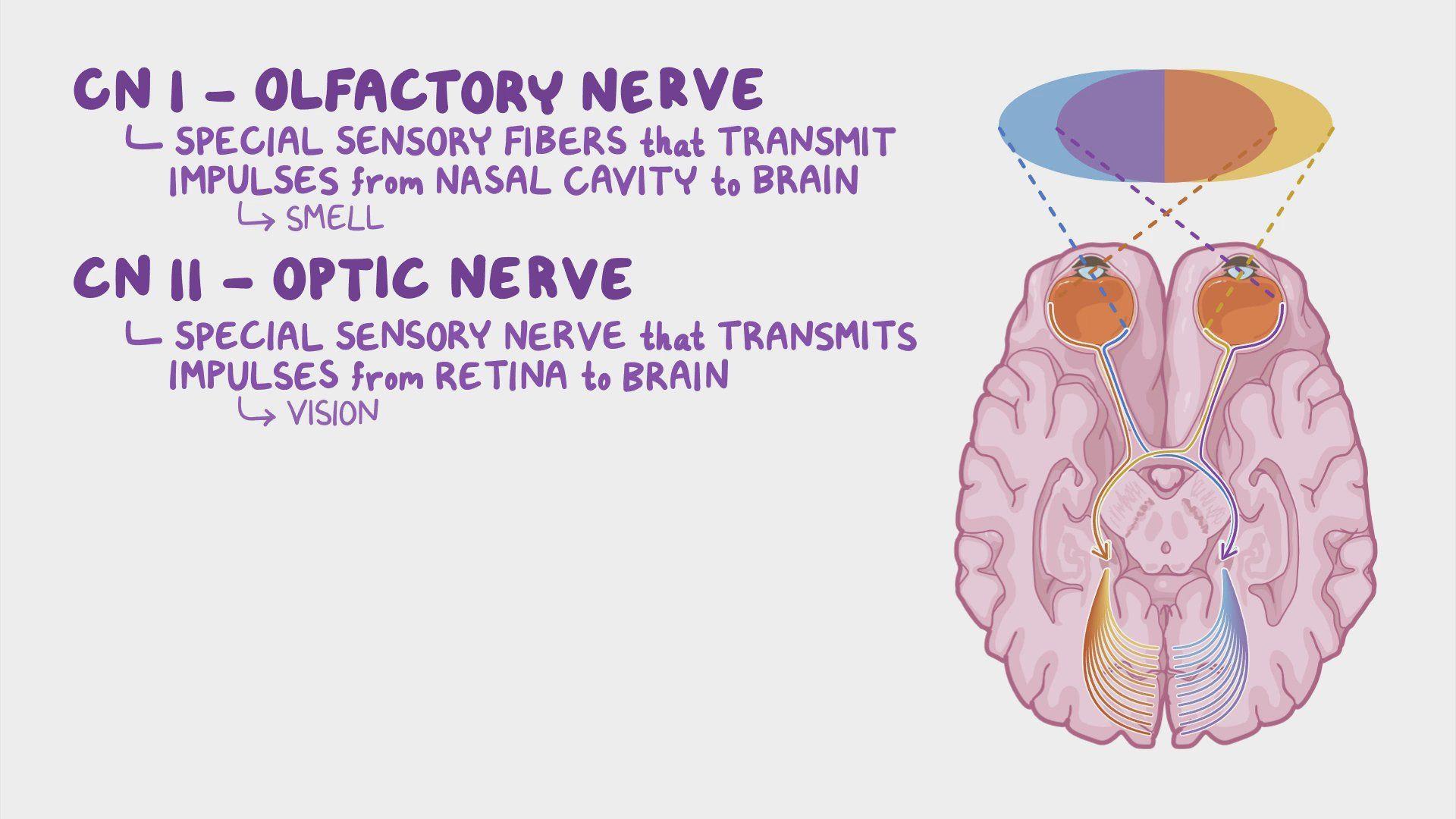 Anatomy of the olfactory (CN I) and optic (CN II) nerves | Osmosis