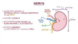 Gitelman Syndrome: What It Is, Causes, Treatment | Osmosis