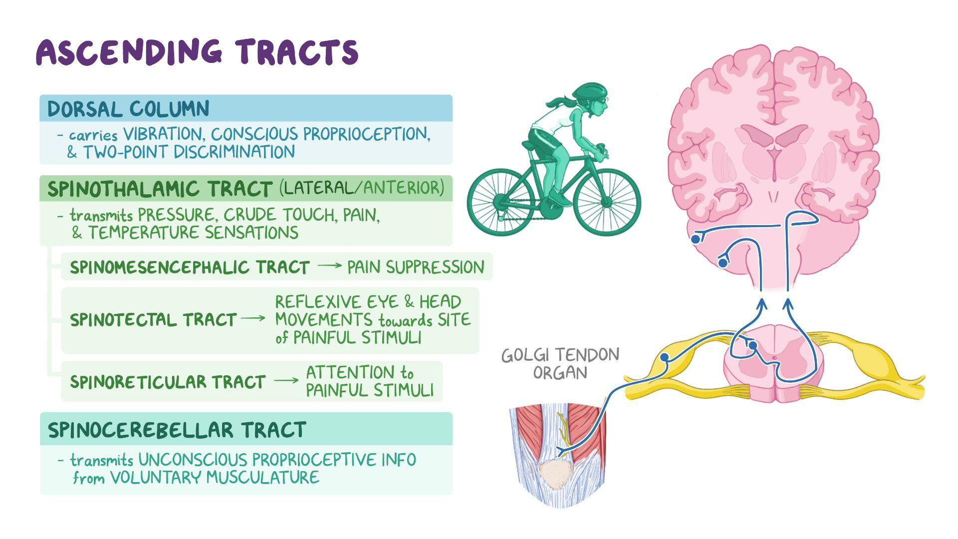 Anatomy of the ascending spinal cord pathways: Video | Osmosis