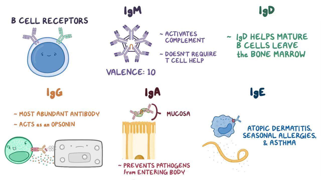 Antibody classes: Video, Anatomy, Definition & Function | Osmosis