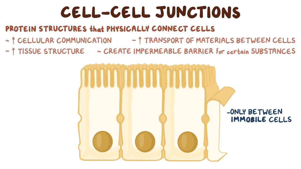 Cell-cell junctions: Video, Anatomy & Definition | Osmosis
