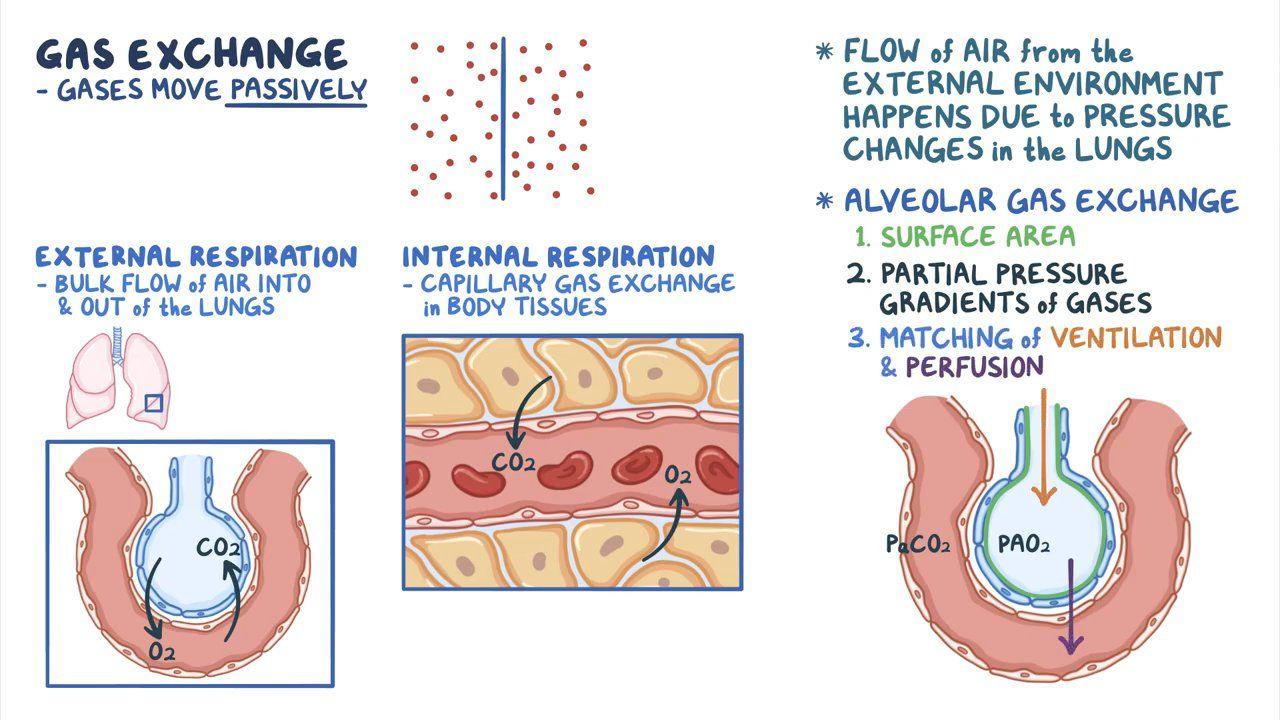 Gas exchange in the lungs, blood and tissues: Video | Osmosis