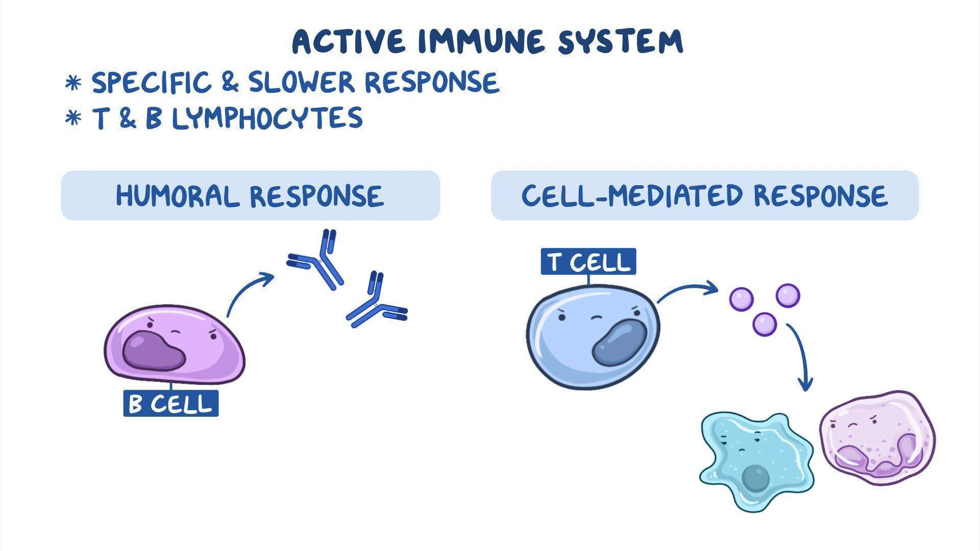Immune response - Adaptive: Nursing - Osmosis Video Library
