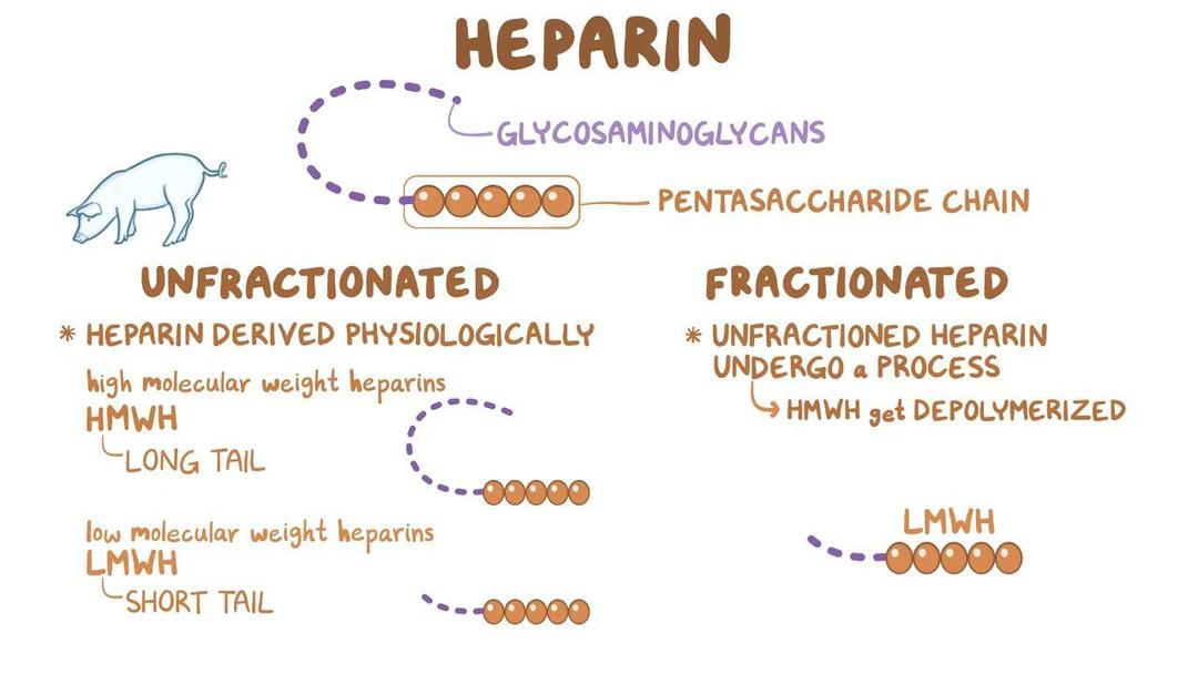 Anticoagulants: Heparin: Video, Anatomy & Definition | Osmosis