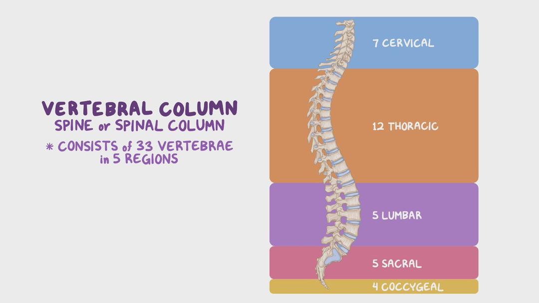 bones-of-the-vertebral-column-video-anatomy-osmosis