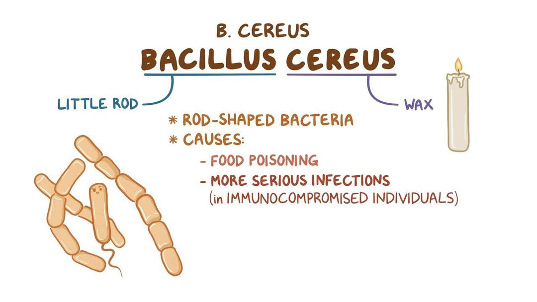 Bacillus cereus (Food poisoning): Video & Anatomy | Osmosis