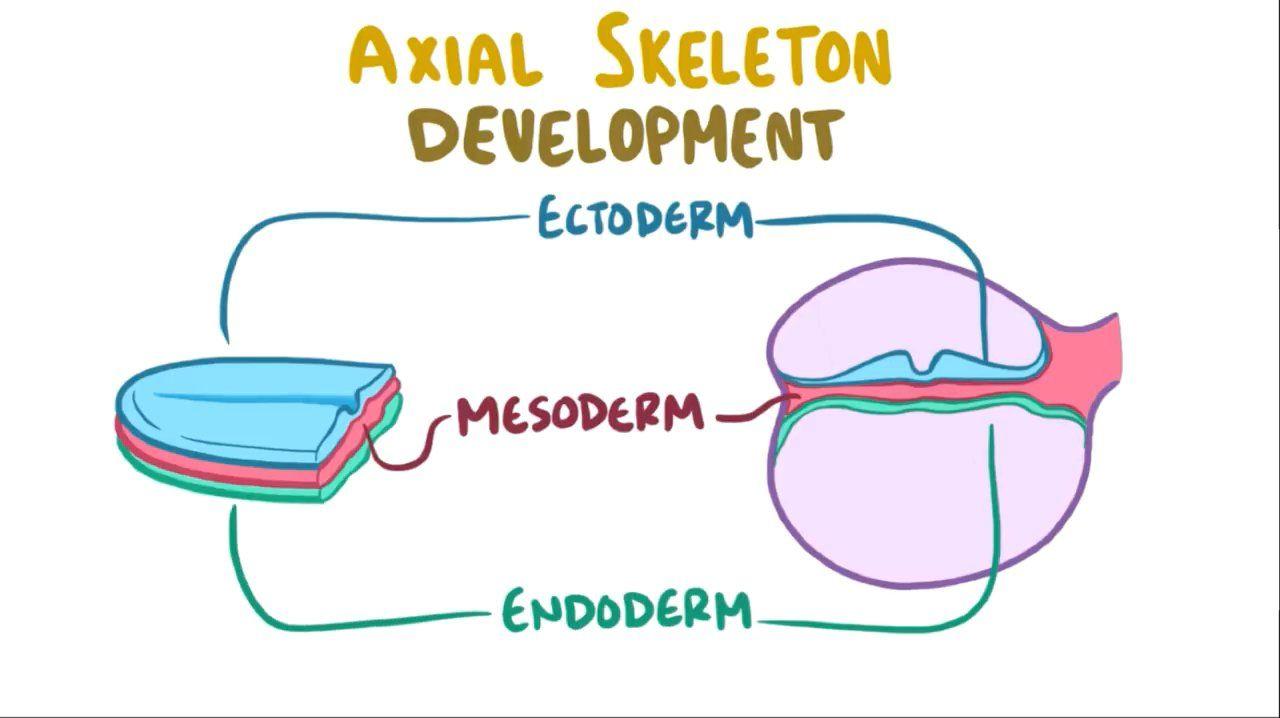Development of the axial skeleton: Video & Anatomy | Osmosis