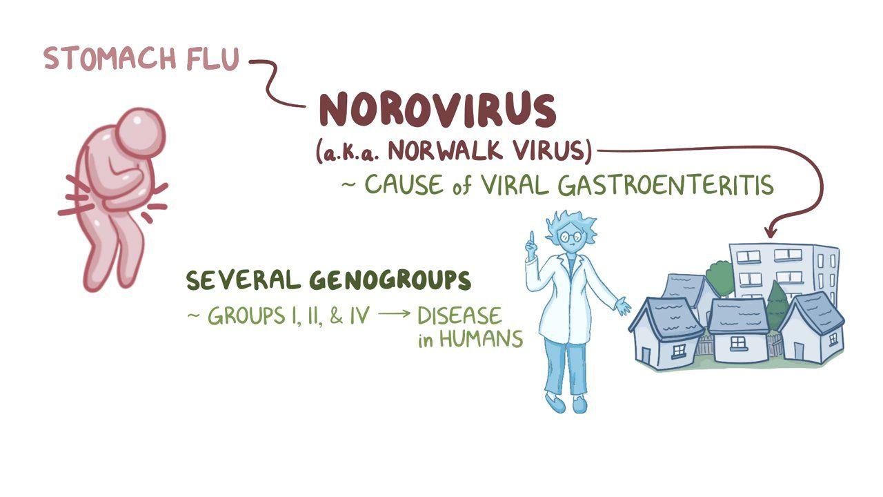 Norovirus: Video, Anatomy, Definition & Function | Osmosis
