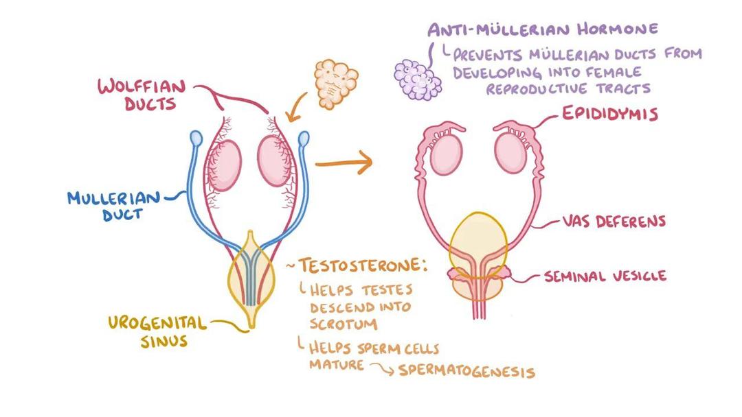 Androgen insensitivity syndrome: Video & Anatomy | Osmosis