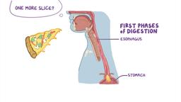 Video: Anatomy of the peritoneum and peritoneal cavity | Osmosis