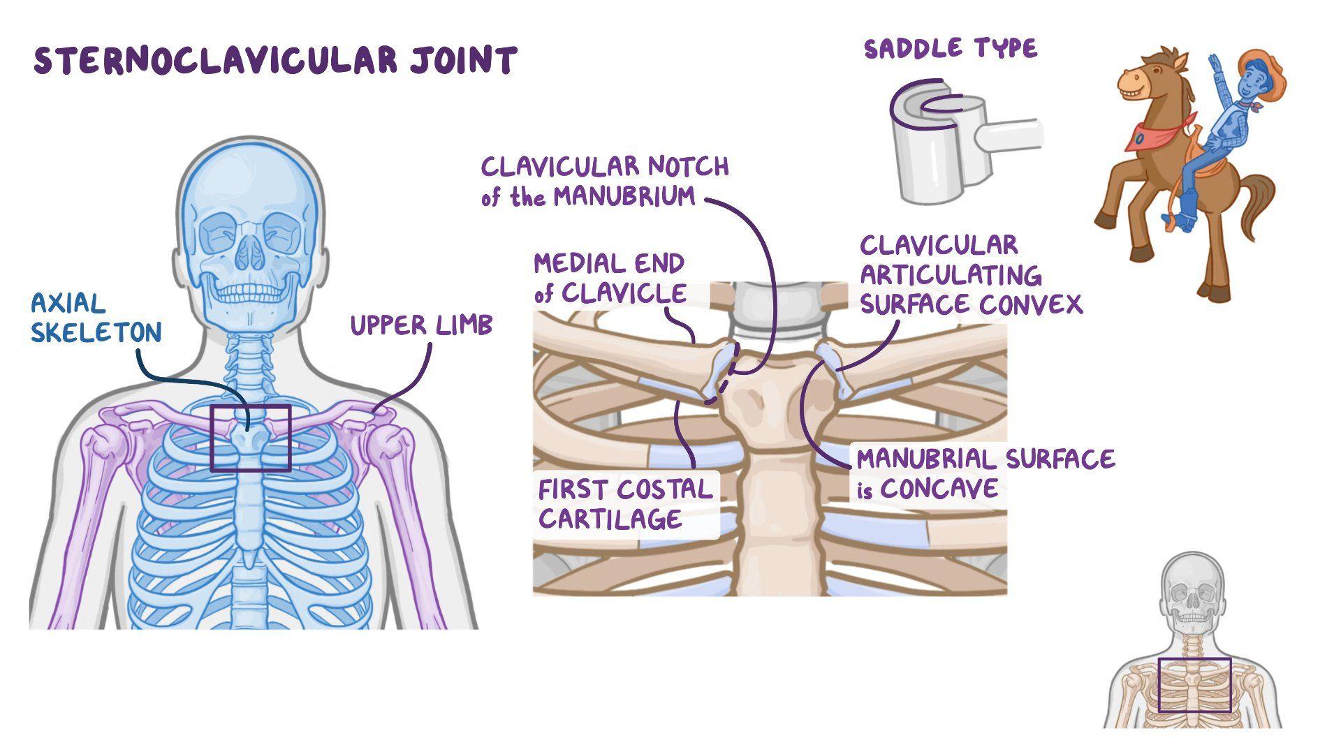 Anatomy of the sternoclavicular and acromioclavicular joints | Osmosis