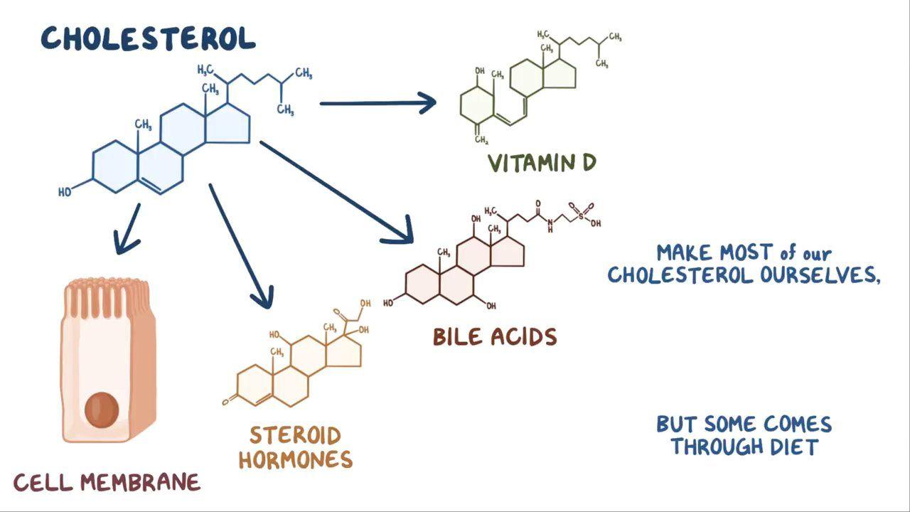 Cholesterol metabolism: Video, Anatomy & Definition | Osmosis
