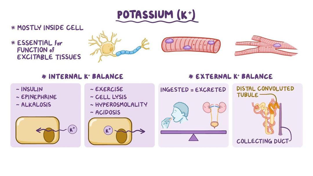 Potassium homeostasis: Video, Anatomy & Definition | Osmosis