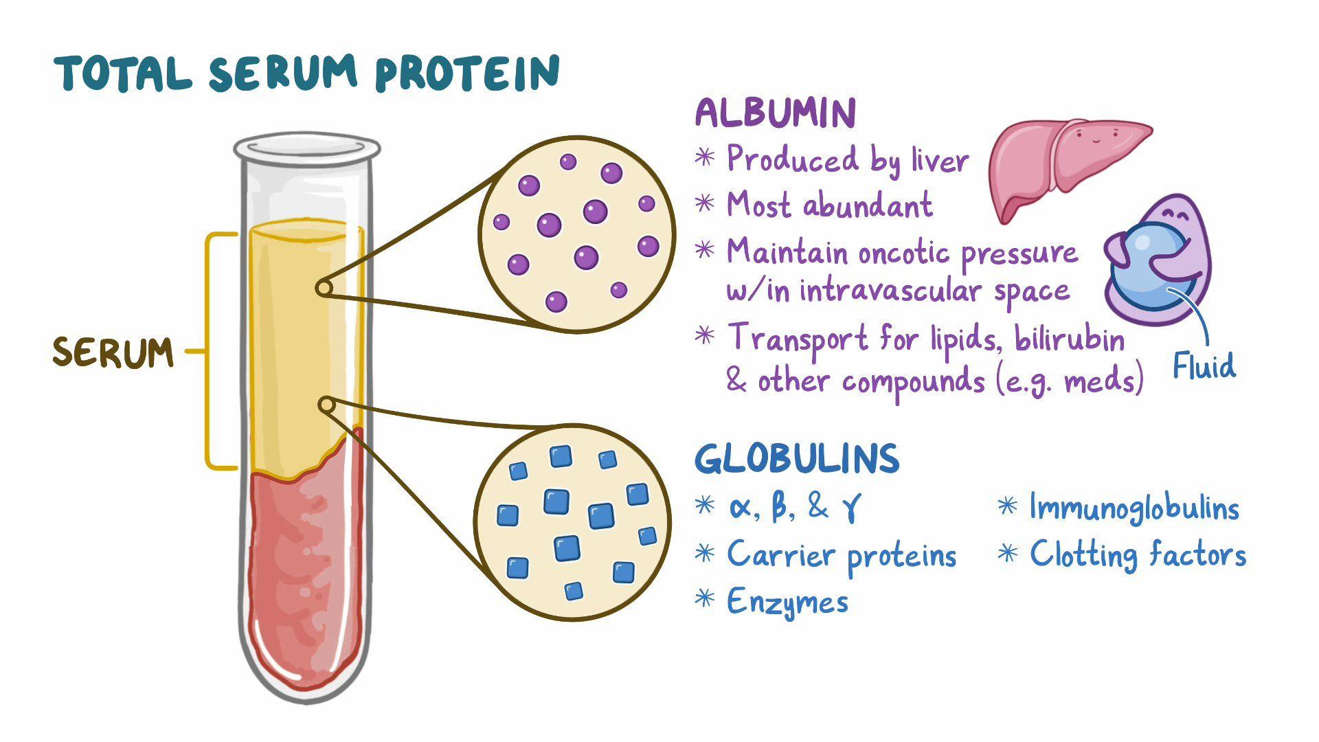 Complete Metabolic Panel CMP Total Protein Nursing Osmosis Video Complete Metabolic Panel CMP Total Protein Nursing Osmosis Video