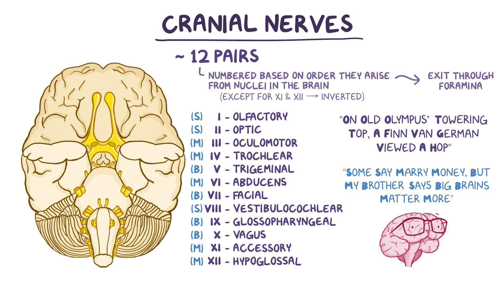 Video Cranial Nerves Osmosis Video Cranial Nerves Osmosis