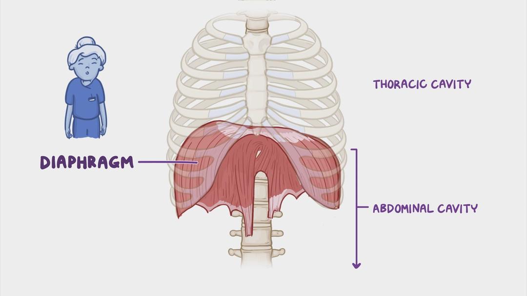 Video Anatomy Of The Diaphragm Osmosis Video Anatomy Of The Diaphragm Osmosis