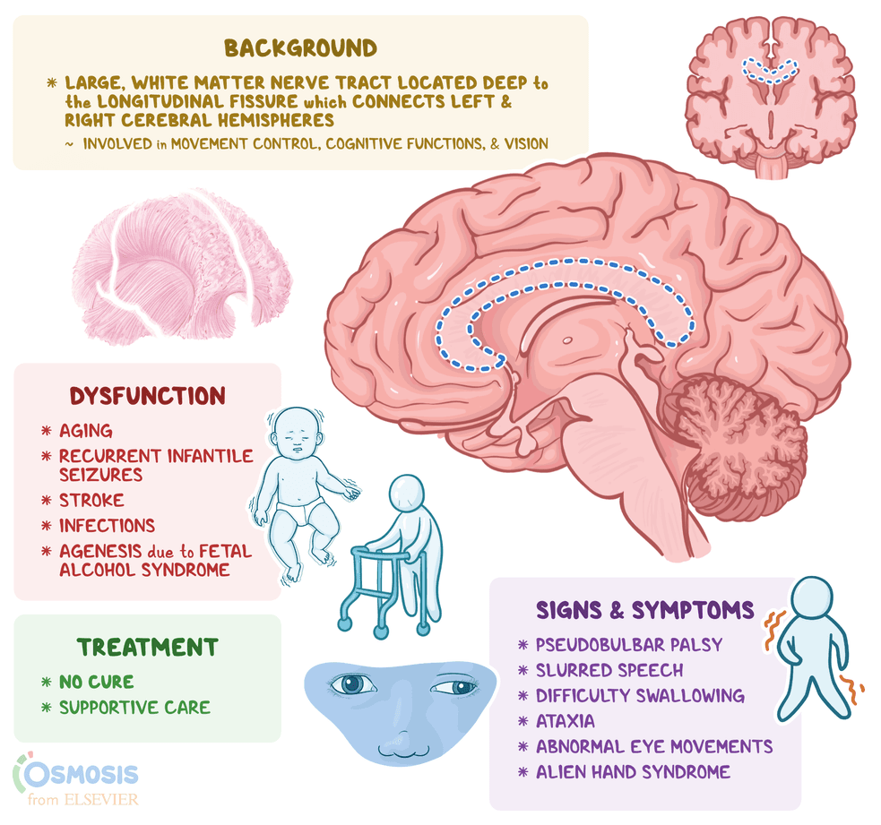 Longitudinal Fissure Labeled On Brain Sylvian Fissure Divides Longitudinal Fissure Labeled On Brain Sylvian Fissure Divides