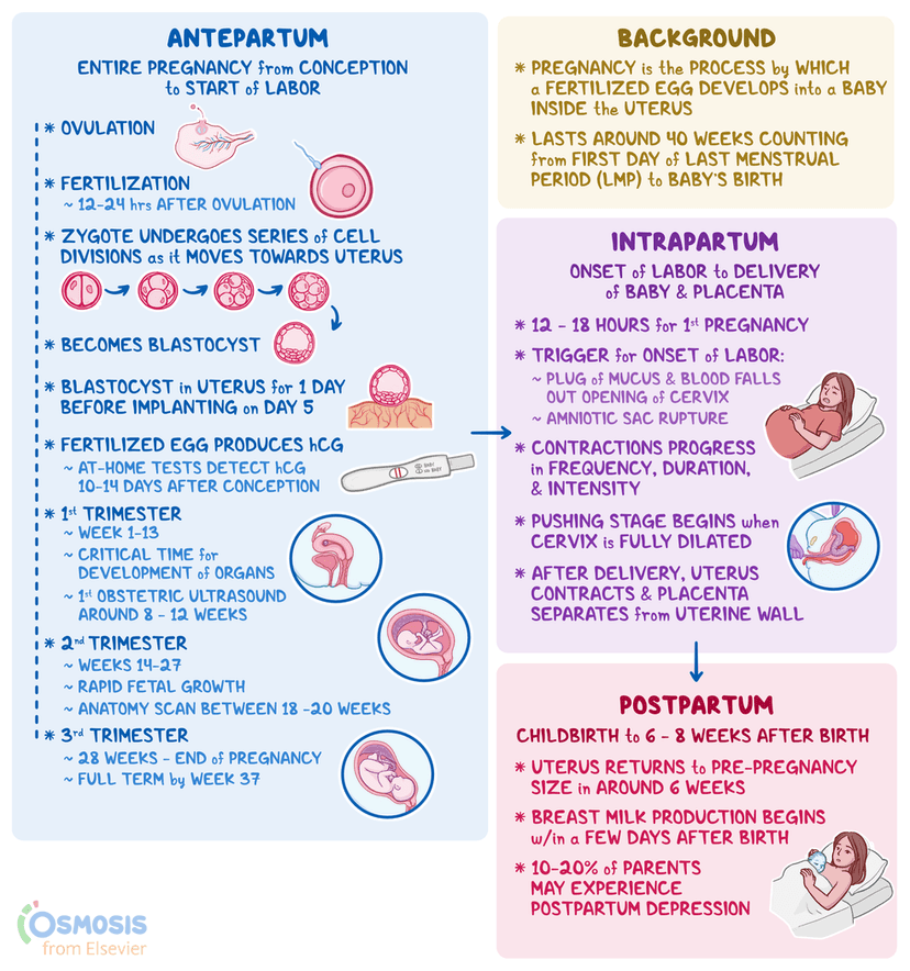 Stages Of Pregnancy Antepartum Intrapartum And Postpartum Osmosis Stages Of Pregnancy Antepartum Intrapartum And Postpartum Osmosis