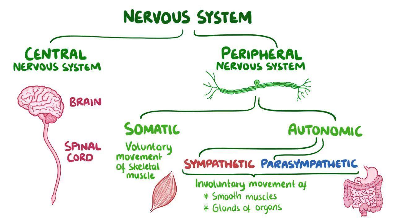 Parasympathetic Nervous System Video Anatomy Osmosis Parasympathetic Nervous System Video Anatomy Osmosis