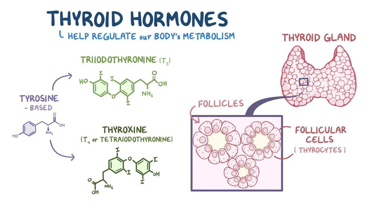 Thyroid Hormones Video Anatomy Definition Function Osmosis Thyroid Hormones Video Anatomy Definition Function Osmosis