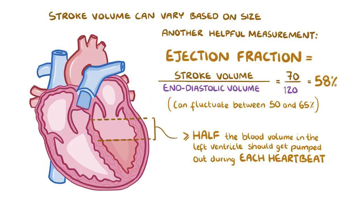 Stroke Volume Ejection Fraction And Cardiac Output Osmosis Stroke Volume Ejection Fraction And Cardiac Output Osmosis