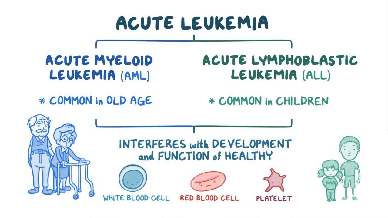 Acute Leukemia Video Anatomy Definition Function Osmosis Acute Leukemia Video Anatomy Definition Function Osmosis