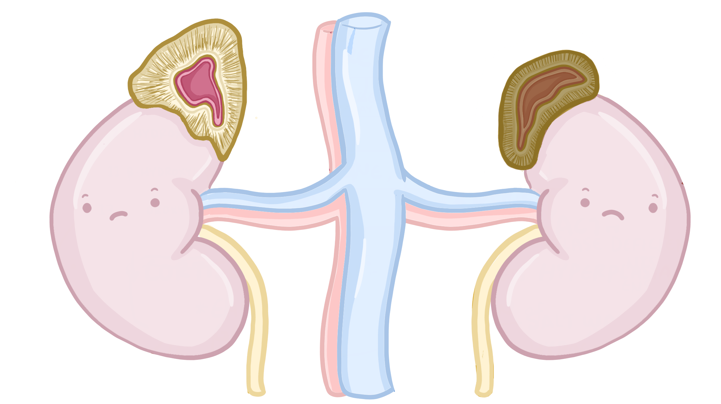 A Quick Reference Guide to Conditions Related to Cortisol - Osmosis Blog