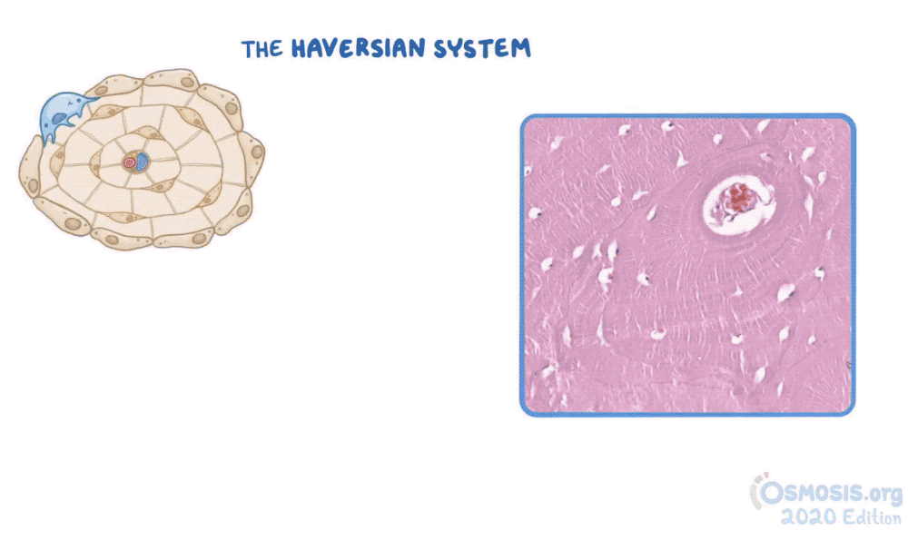 Learn Histology With New Videos on Osmosis Prime - Osmosis Blog