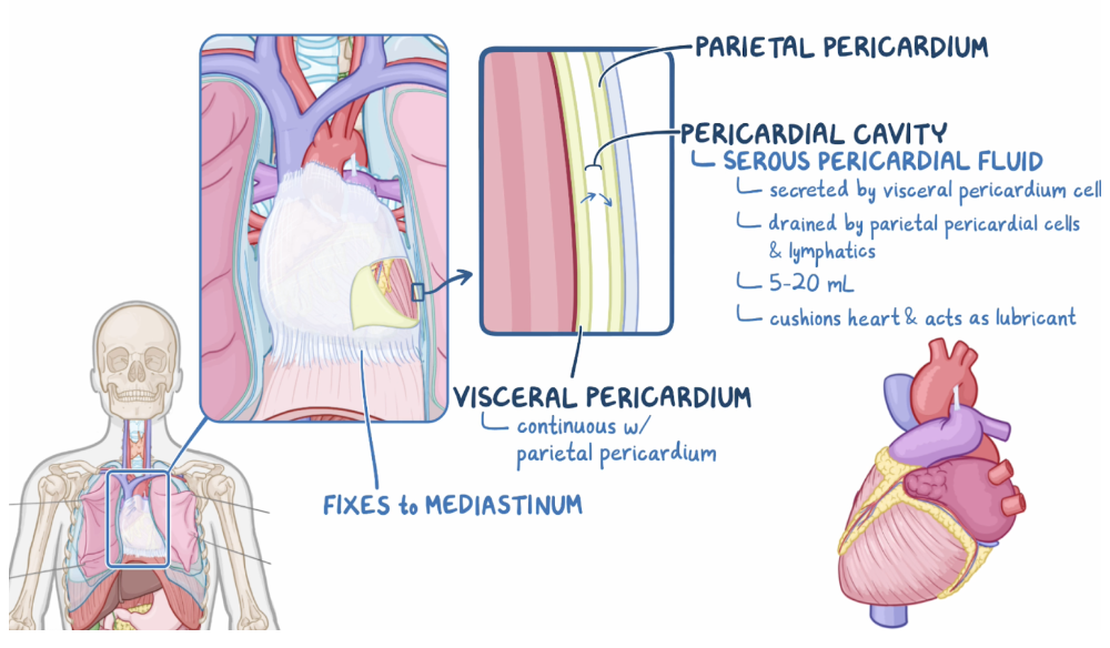 NCLEX-RN® Question of the Day: Pericardium - Osmosis Blog