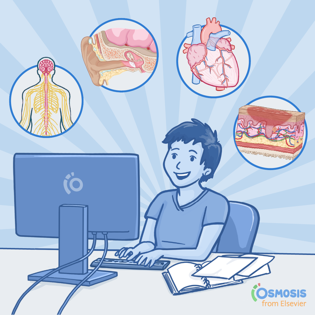 How to Study Anatomy: Effectively Proven Strategies for Faster Learning ...