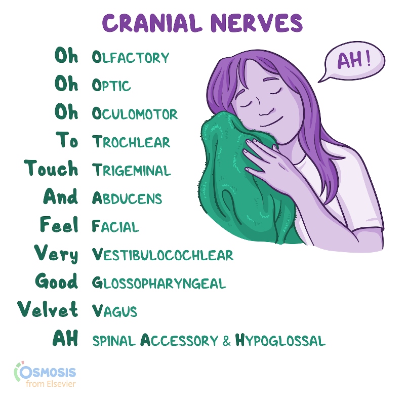 The Top 10 Helpful Medical Mnemonics from Osmosis - Osmosis Blog