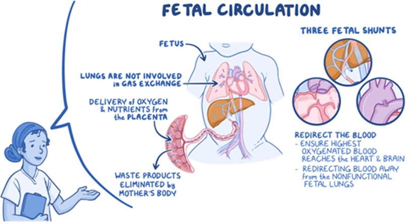 NCLEX-RN® Question of the Day: Fetal circulation - Osmosis Blog