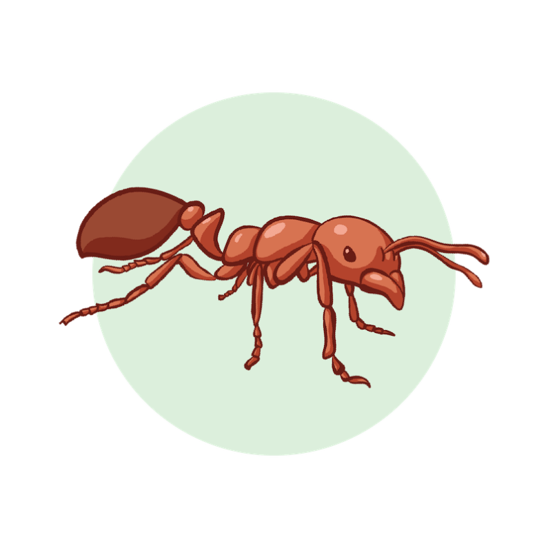 Five Summer Insects You Need to Watch Out For - Osmosis Blog
